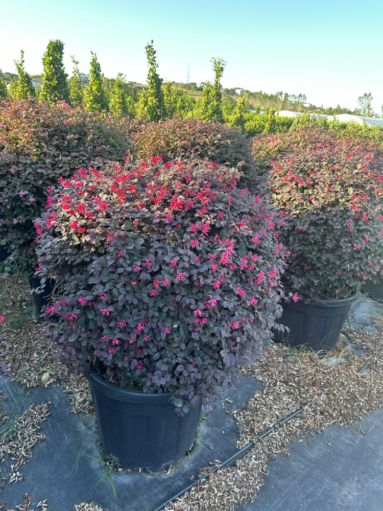 Landscape Store - Chinese fringe flower